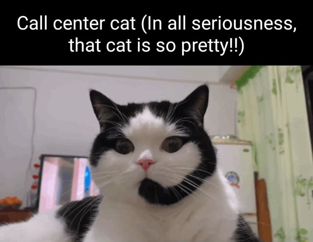 Call center cat (In all seriousness, that cat is so pretty!!) - iFunny