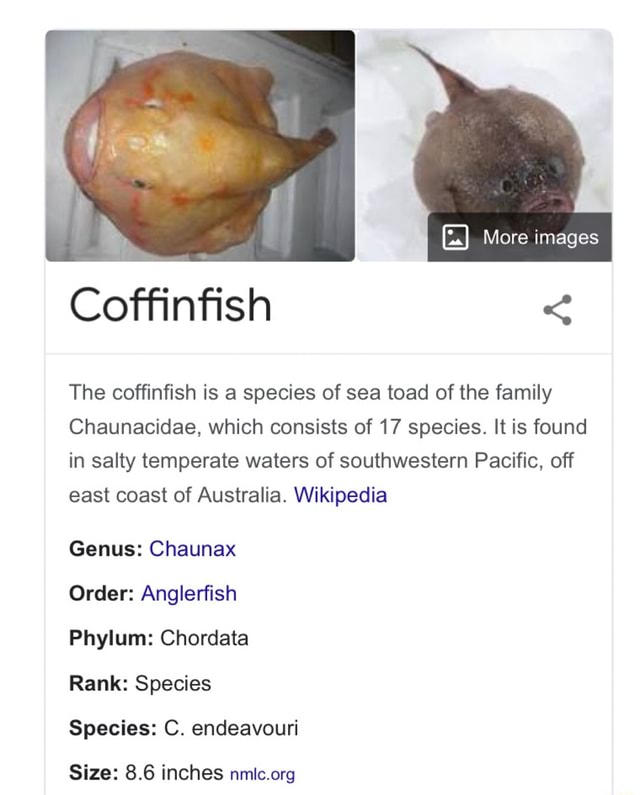 More images Coffinfish The coffinfish is a species of sea toad of the ...