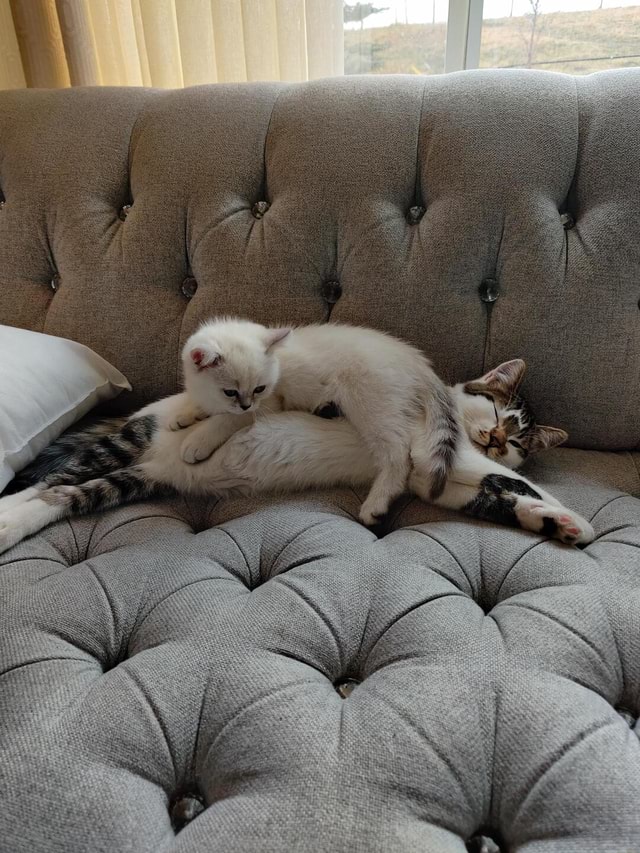 Bigger kitty is 4 months and white kitty is 9 weeks - iFunny