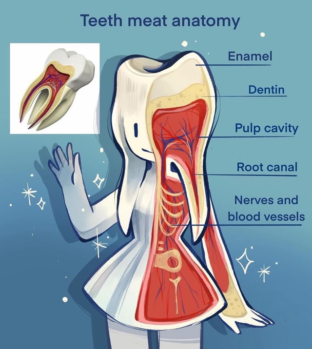 Teeth meat anatomy Enamel _ Dentin Pulp cavity Root canal Nerves and ...
