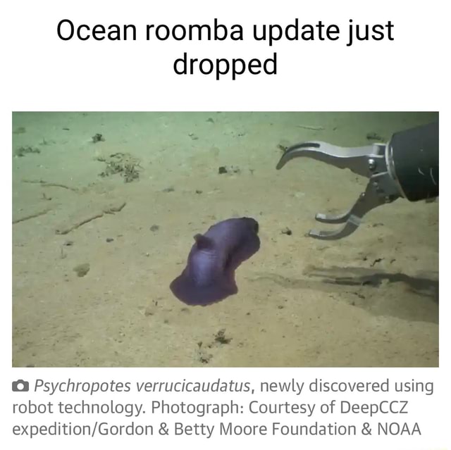 Ocean roomba update just dropped Psychropotes verrucicaudatus, newly ...