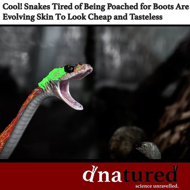 Cool! Snakes Tired of Being Poached for Boots Are Evolving Skin To Look ...