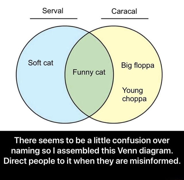 Serval Caracal Big floppa Funny cat Young choppa There seems to be a ...