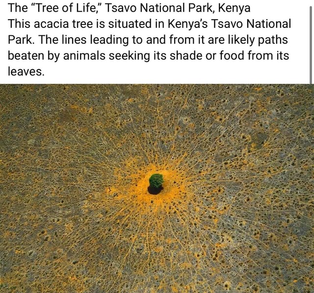 The "Tree of Life," Tsavo National Park, Kenya This acacia tree is ...