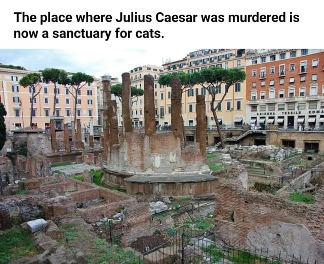 The place where Julius Caesar was murdered is now a sanctuary for cats. - )