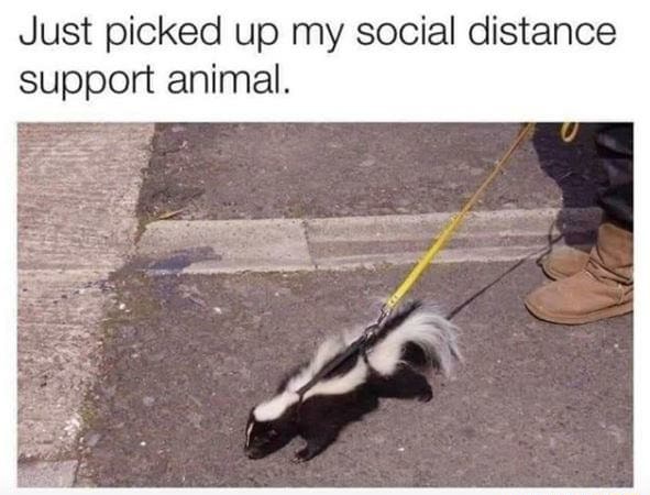 Just picked up my social distance support animal. - iFunny