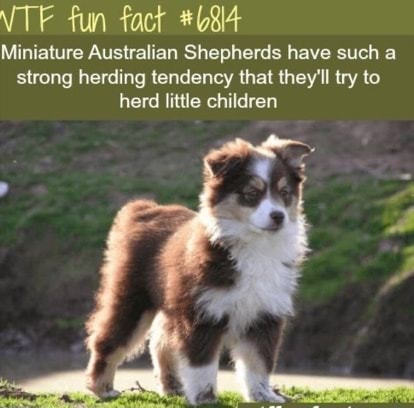 VTF fun fact Miniature Australian Shepherds have such a strong herding ...