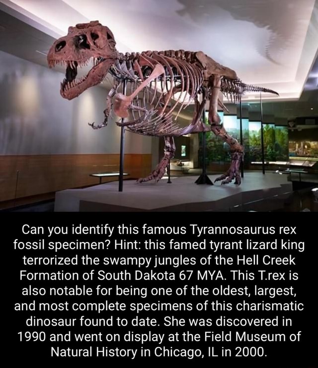 Can you identify this famous Tyrannosaurus rex fossil specimen? Hint ...