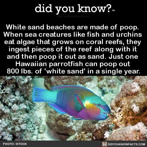Did you know?. White sand beaches are made of poop. When sea creatures ...