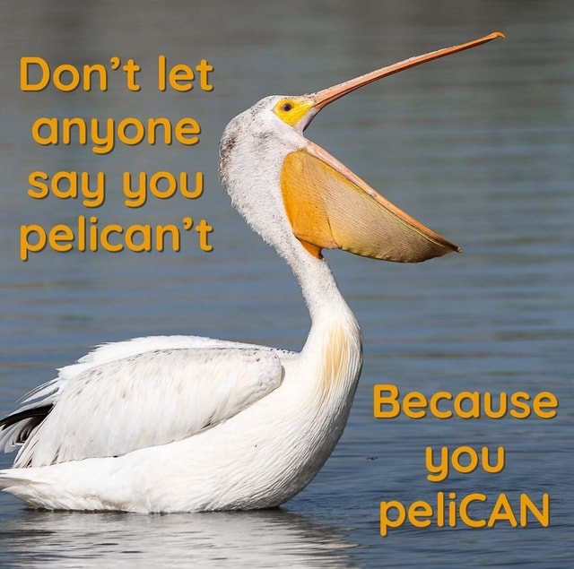 You’ve got this! 👉😎👉 |🦜 Follow for Daily Bird Memes! 🦜| - #bird #birds ...