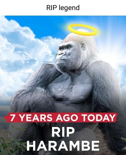 RIP legend 7 YEARS AGO TODAY RIP HARAMBE - iFunny