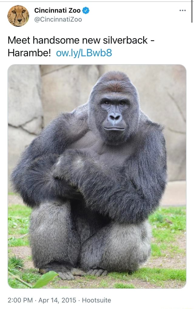 Cincinnati Zoo @CincinnatiZoo Meet handsome new silverback - Harambe ...