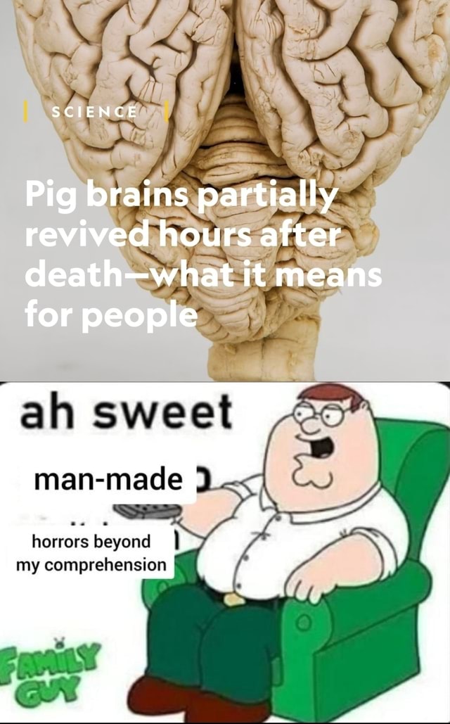 SCIENCE Pig brains partially revived hours after death-what it means ...