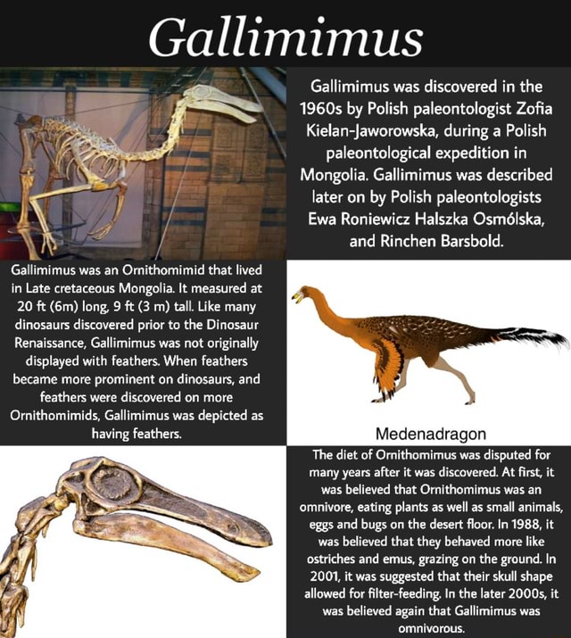 Gallimimus Gallimimus was discovered in the 1960s by Polish ...