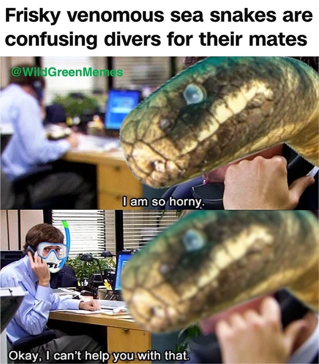 🐍 Meme by @beingevolved - Frisky venomous sea snakes are confusing ...