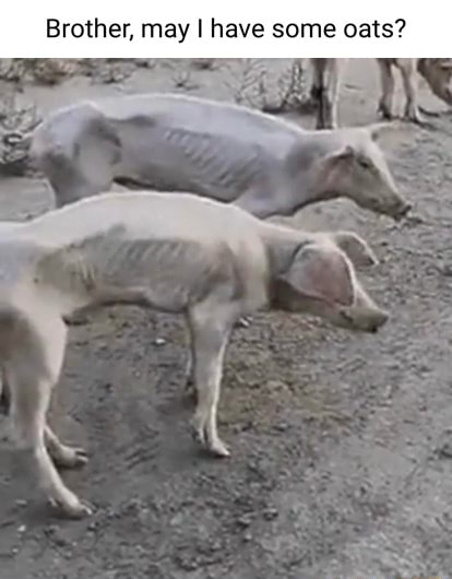 Brother, may I have some oats? - iFunny