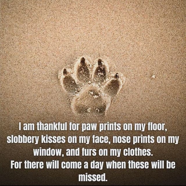 Slobbery kisses on my face, nose prints on my window, and furs on my ...