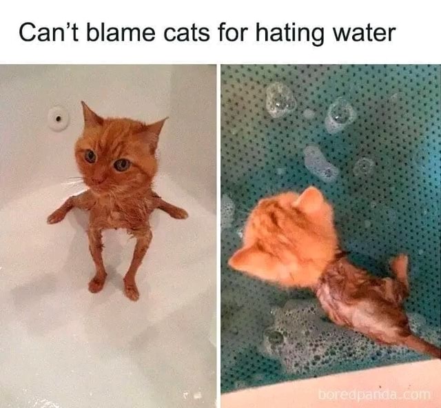 Can't blame cats for hating water - iFunny