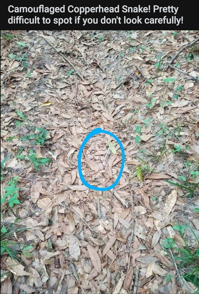 Camouflaged Copperhead Snake! Pretty to you don't look carefully! - iFunny