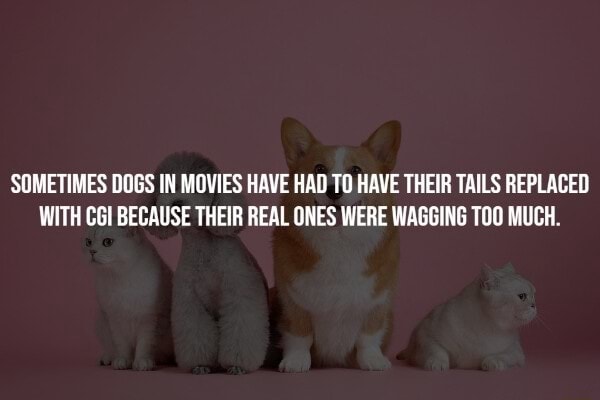SOMETIMES DOGS IN MOVIES HAVE HAD TG HAVE THEIR TAILS REPLACED WITH CGI ...