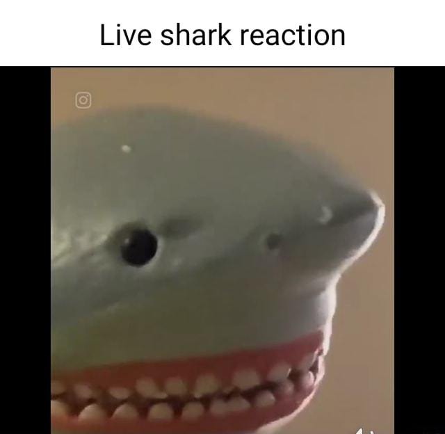 Live shark reaction - iFunny