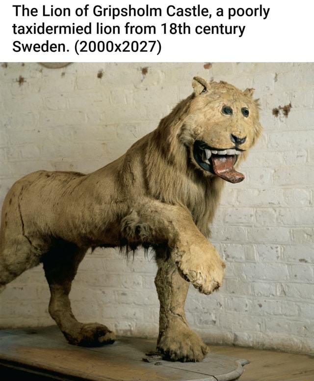 The Lion of Gripsholm Castle, a poorly taxidermied lion from 18th ...