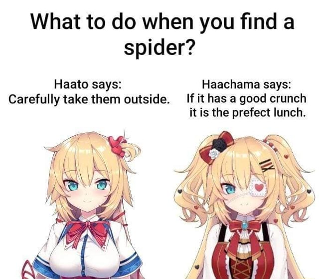 What to do when you find a spider? Haato says: Haachama says: Carefully ...