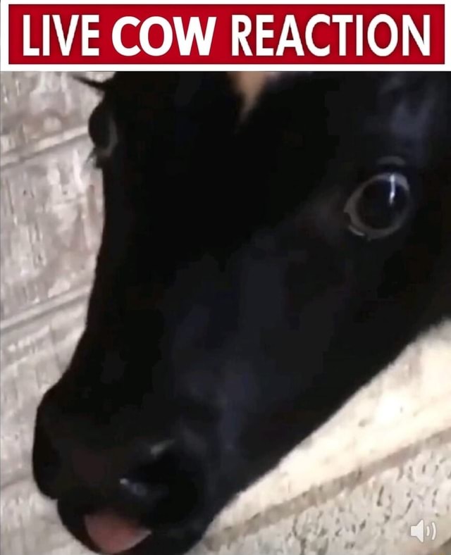 LIVE COW REACTION - iFunny