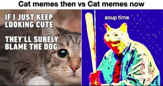 Cat memes then vs Cat memes now soup time LOOKING CUTE THEY'LL SURELY ...