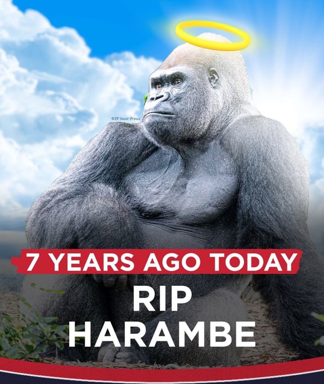 7 YEARS AGO TODAY RIP HARAMBE - iFunny