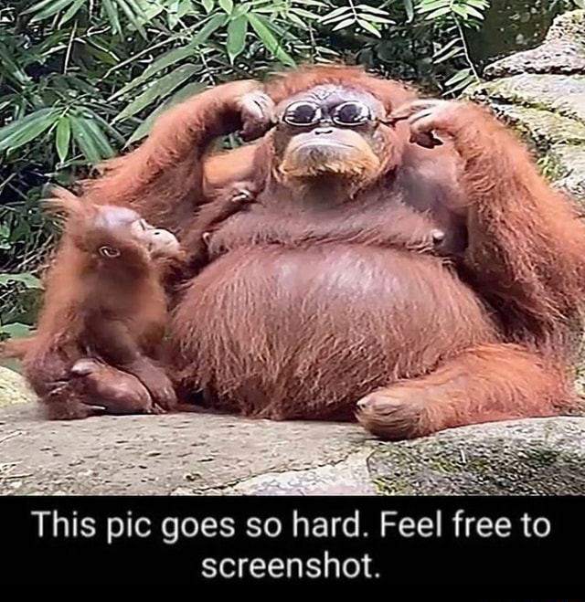 This pic goes so hard. Feel free to screenshot. - iFunny