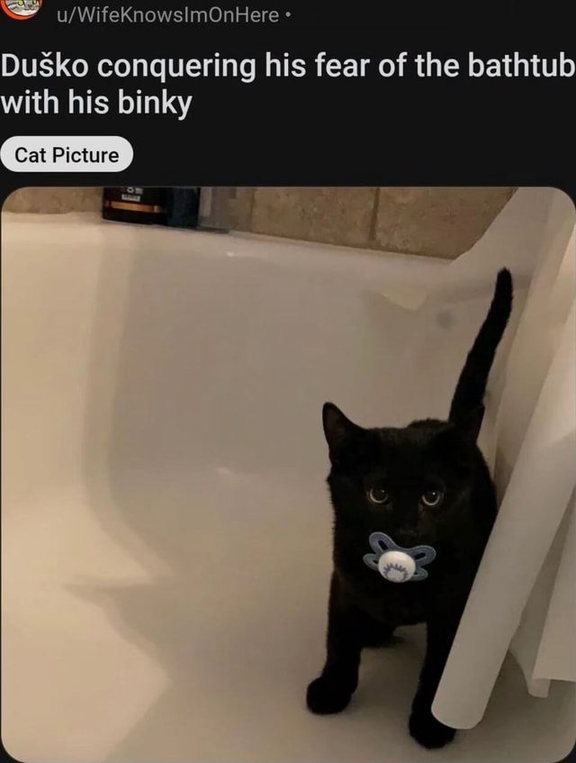 Dusko conquering his fear of the bathtub with his binky Cat Picture ...