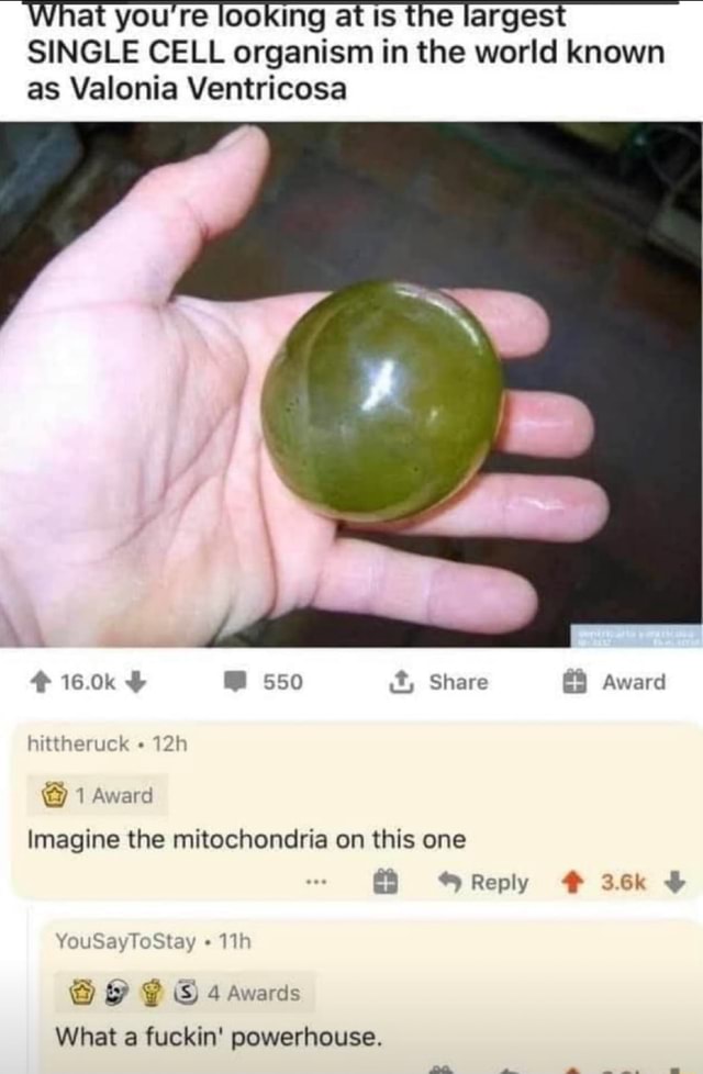 What you're looking at is the largest SINGLE CELL organism in the world ...