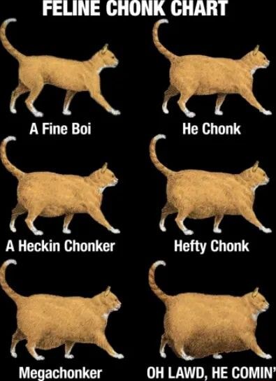 FELINE CHONK CHART Fing Bai He Chonk Heckin Chanker Hotty Choak ...
