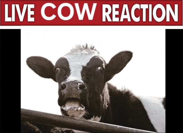 LIVE COW REACTION - iFunny