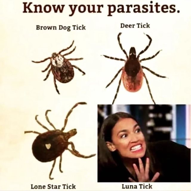 Know your parasites. Brown Dog Tick Deer Tick Lone Star Tick Luna Tick ...