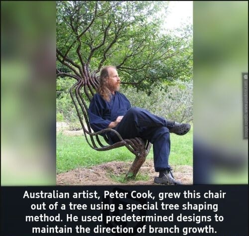 Australian artist, Peter Cook, grew this chair out of a tree using a ...