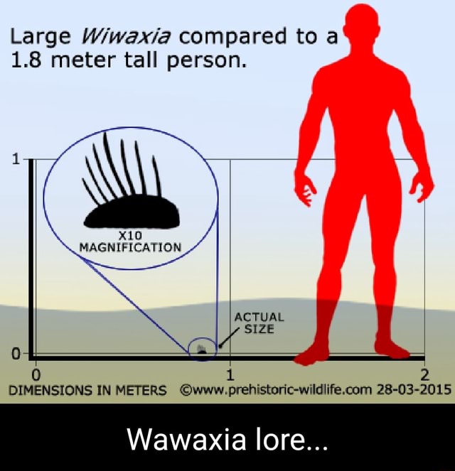 Large compared to a 1.8 meter tall person. MAGNIFICATION 0 1 DIMENSIONS ...