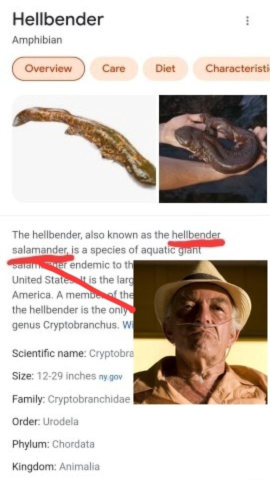 Hellbender Amphibian Overview Care Diet Characterist! The hellbender ...