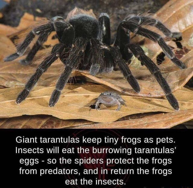 Giant tarantulas keep tiny frogs as pets. Insects will eat the ...
