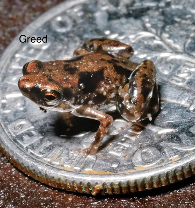 The seven deadly sins portrayed by frogs - iFunny