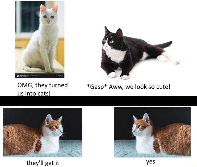 OMG, they turned *Gasp* Aww, we look so cute! us into cats! they'll get ...