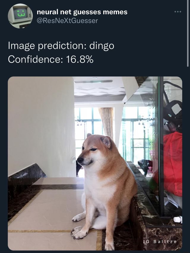 Neural net guesses memes - @ResNexXtGuesser Image prediction: dingo ...
