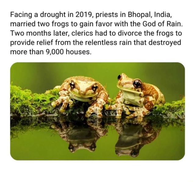 Facing a drought in 2019, priests in Bhopal, India, married two frogs ...