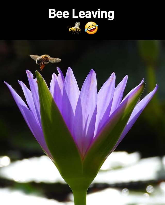 Bee Leaving 'on - America’s best pics and videos