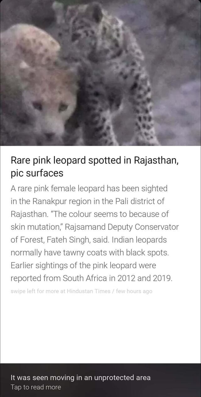 Rare pink leopard spotted in Rajasthan, pic surfaces A rare pink female ...