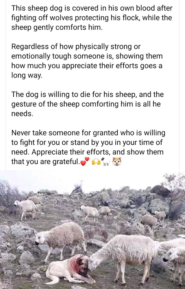 This sheep dog is covered in his own blood after fighting off wolves ...