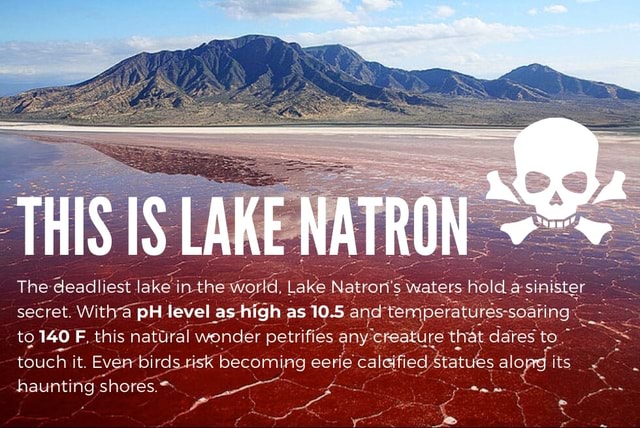 THIS IS LAKE NATRON The deadliest lake in the world, Lake Natron's ...