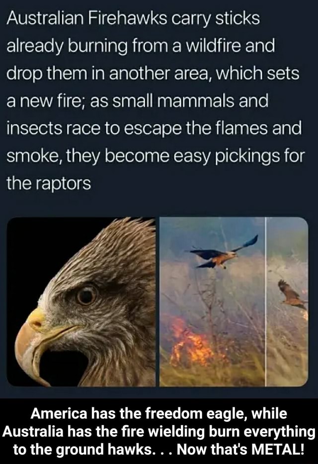Australian Firehawks carry sticks already burning from a wildfire and ...
