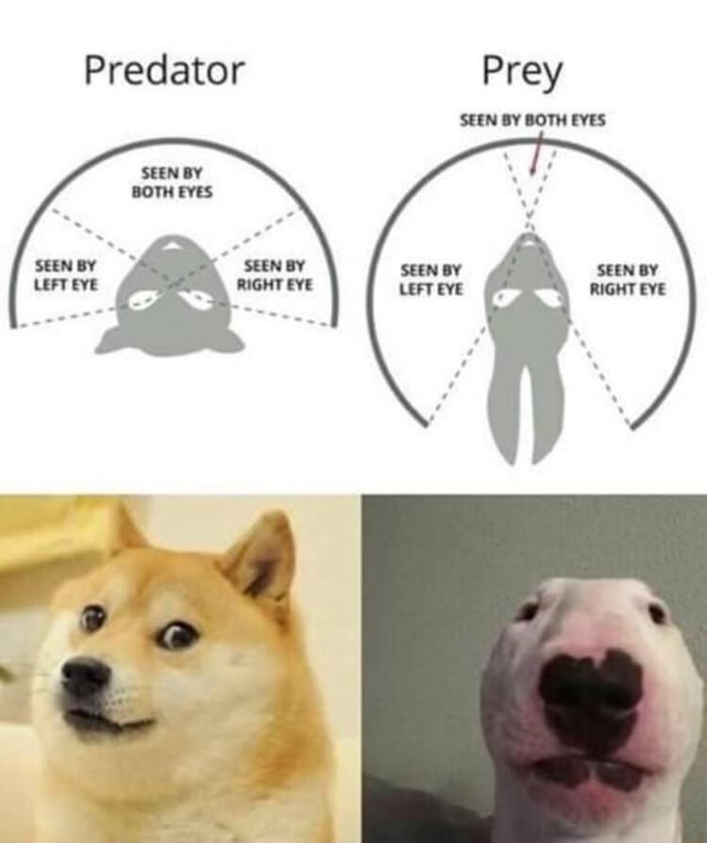 Predator Prey SEER SEEN BY BOTH EYES - iFunny